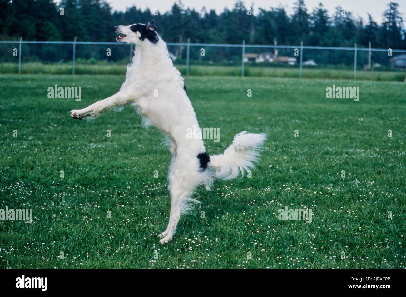 Dog jumping dogs jumping hi-res stock photography and images - Alamy