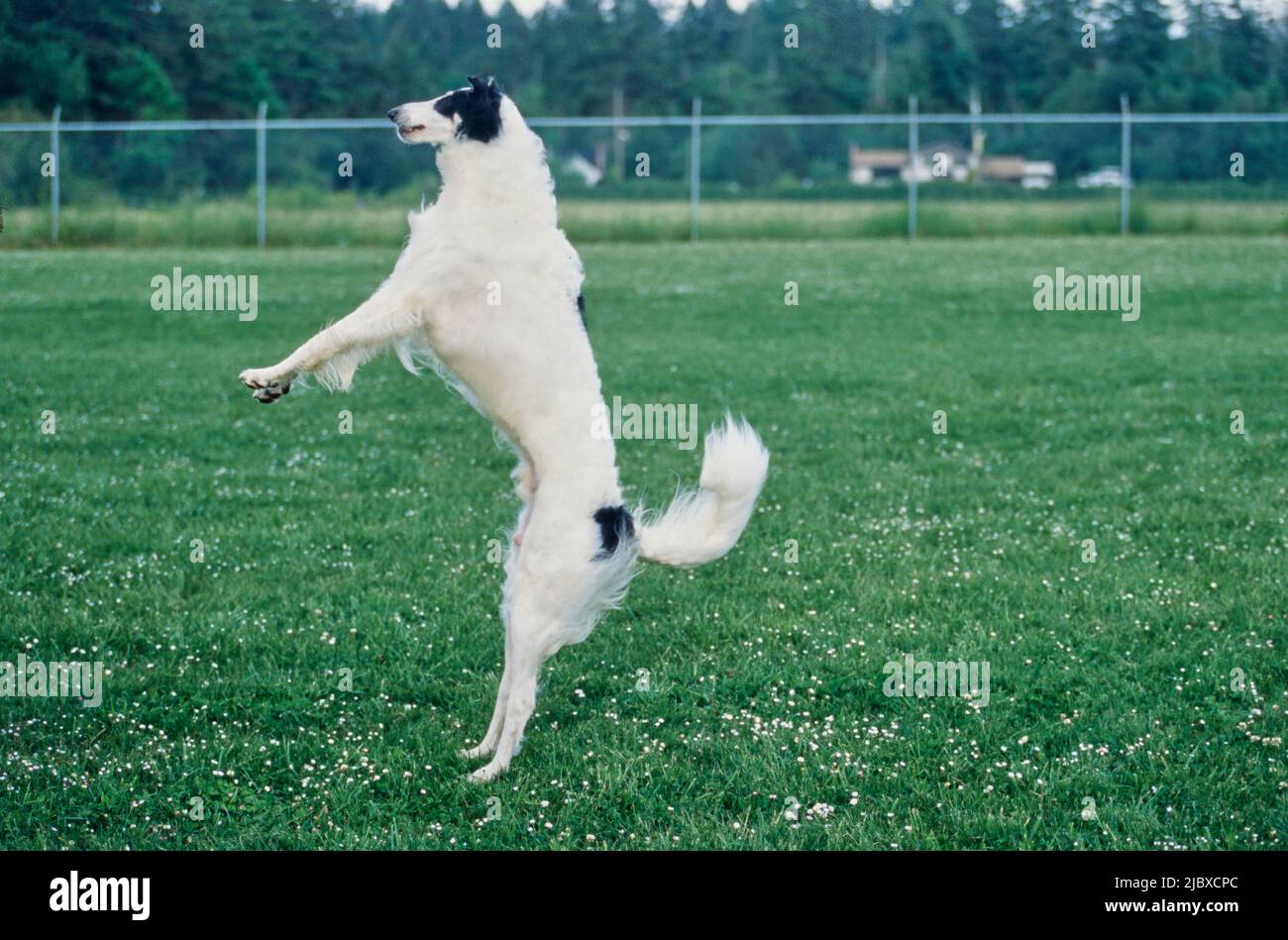 A Borzoi dog jumping to catch a treat Stock Photo - Alamy