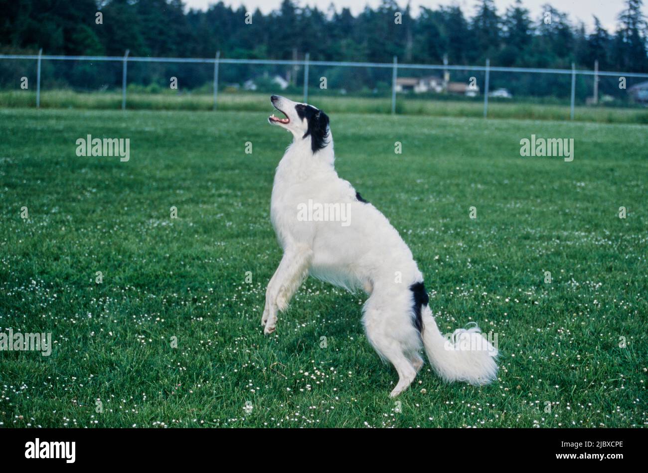 A Borzoi dog jumping to catch a treat Stock Photo - Alamy