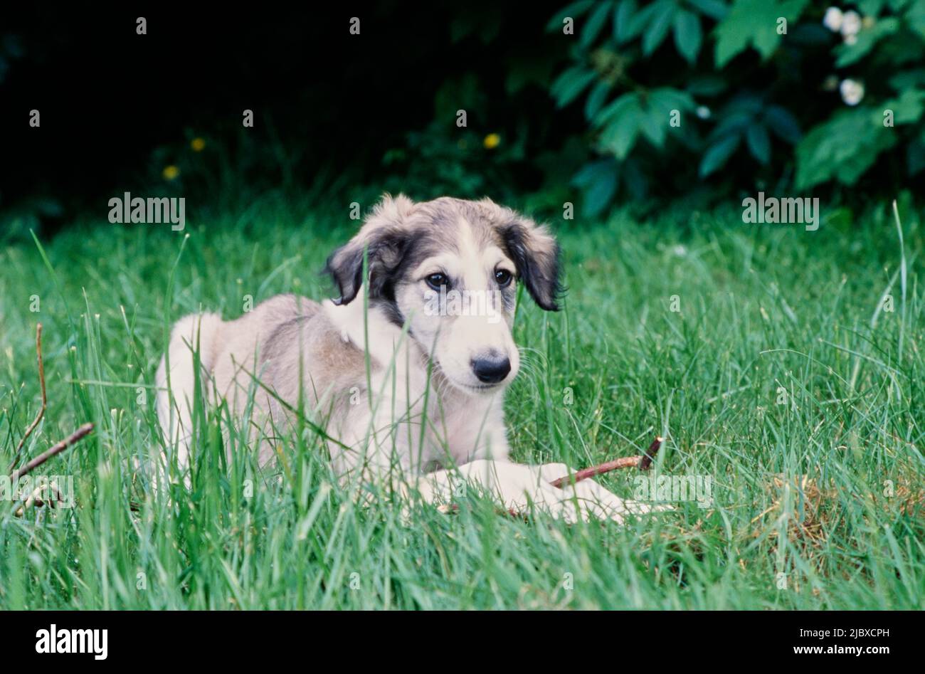 A Borzoi puppy laying in grass Stock Photo - Alamy