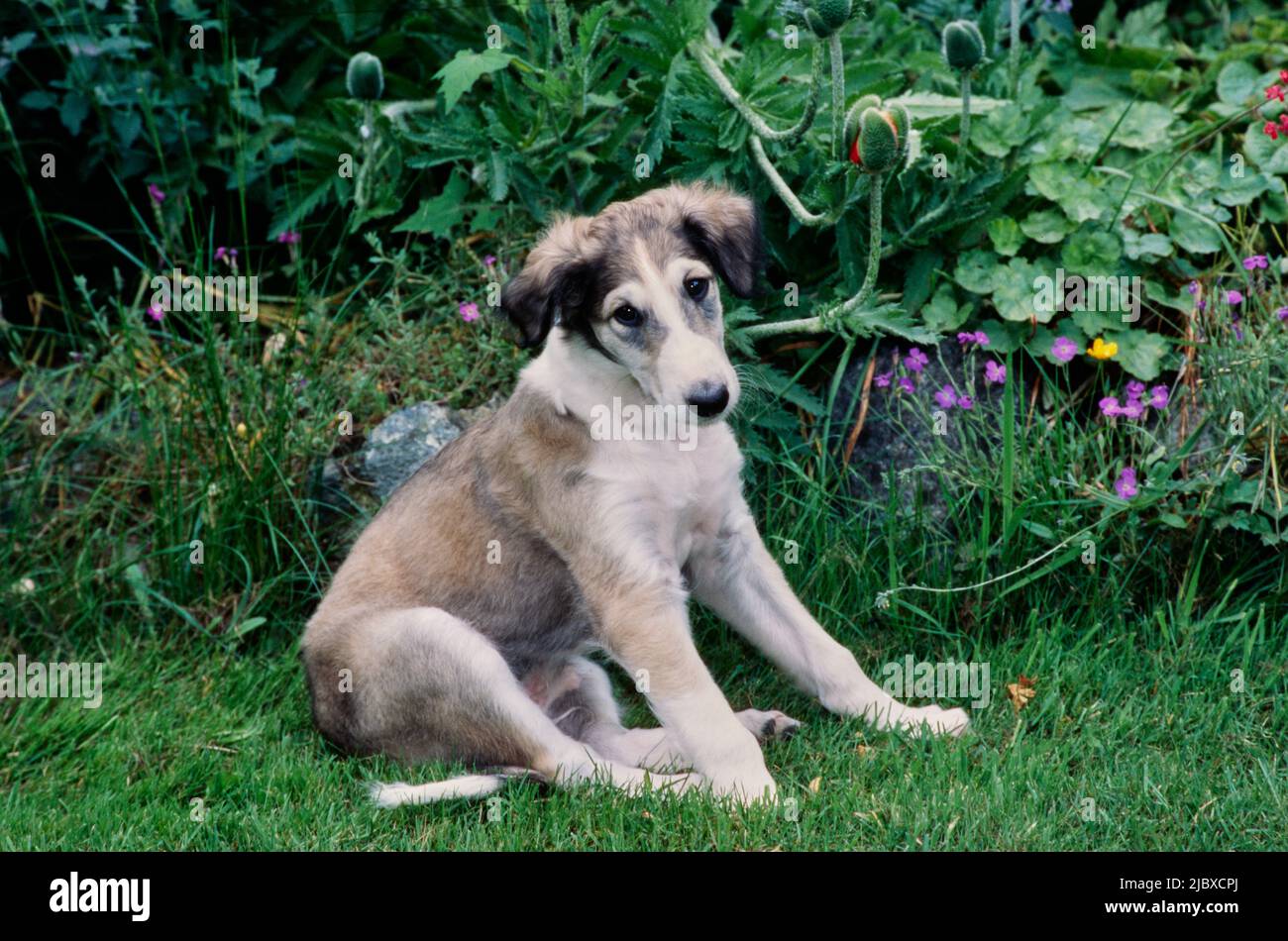 Borzoi Mix Puppies