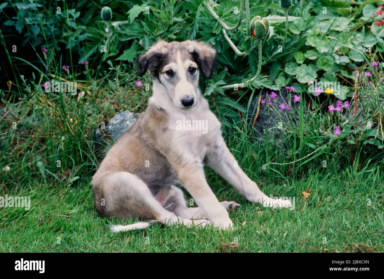 A Borzoi puppy sitting in grass Stock Photo - Alamy