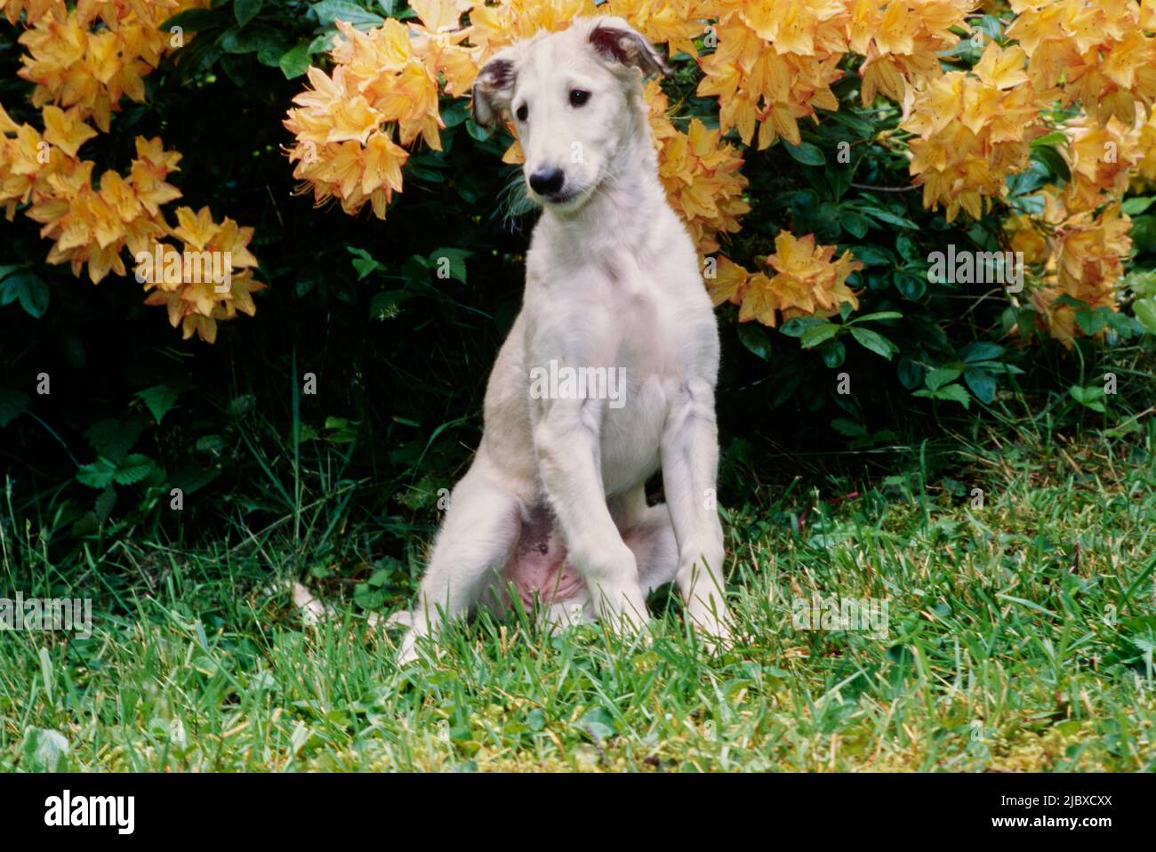 A Borzoi puppy sitting in front of a plant with yellow flowers Stock ...
