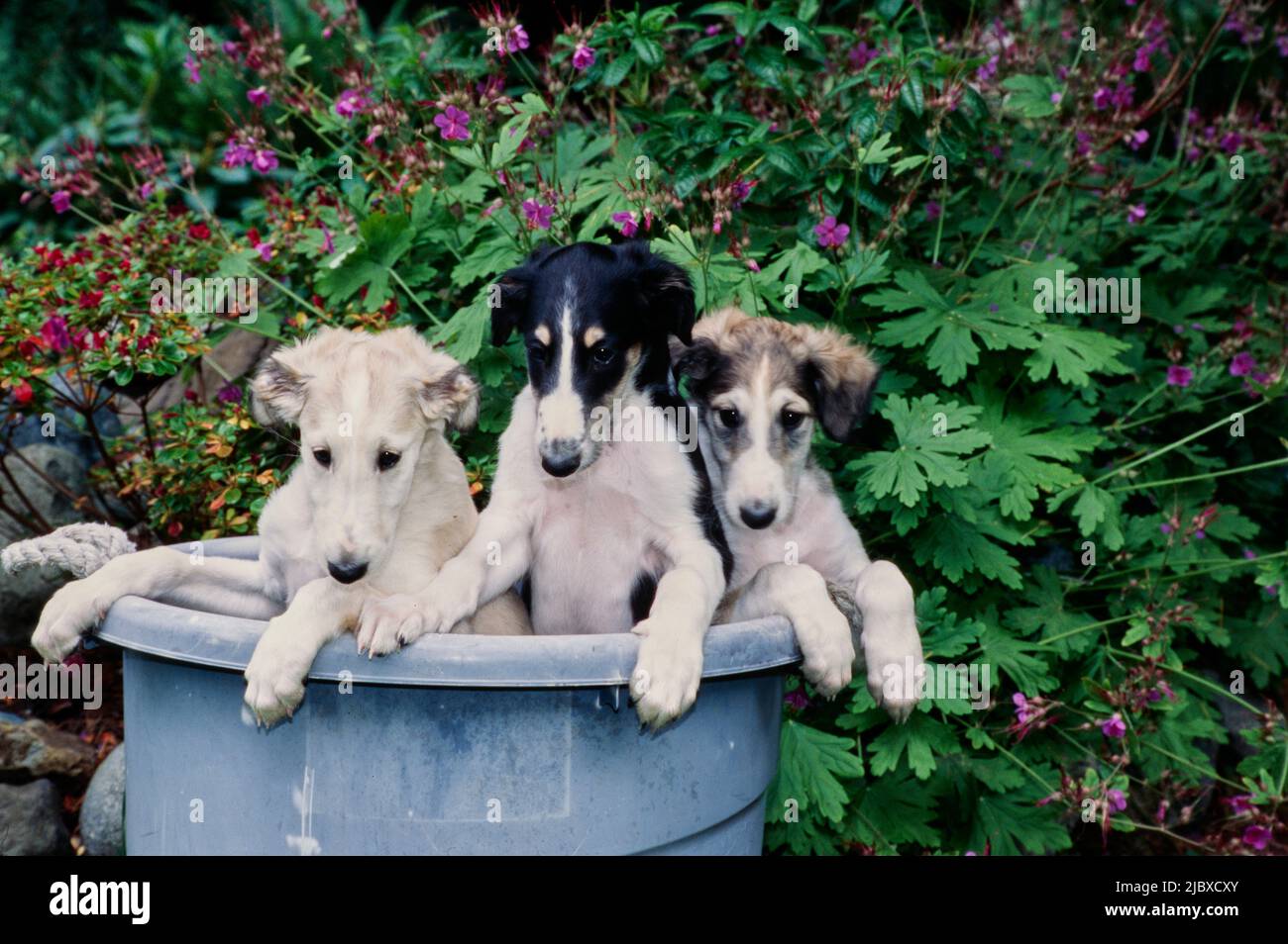 Three Borzoi puppies in a flower pot Stock Photo - Alamy