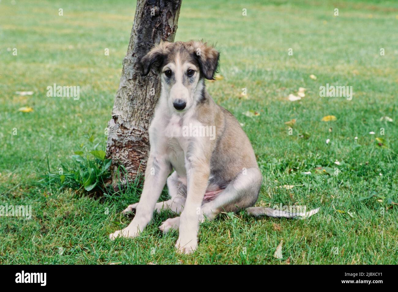 A Borzoi puppy sitting next to a small tree Stock Photo - Alamy