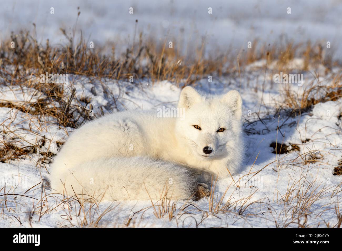 Arctic fox (Vulpes Lagopus) in wilde tundra. Arctic fox lying. Sleeping ...