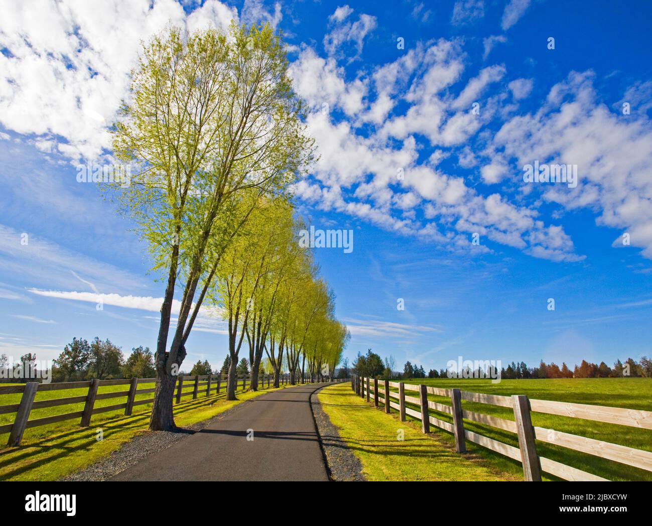 Willow trees budding out in spring along a rural ranch driveway in ...
