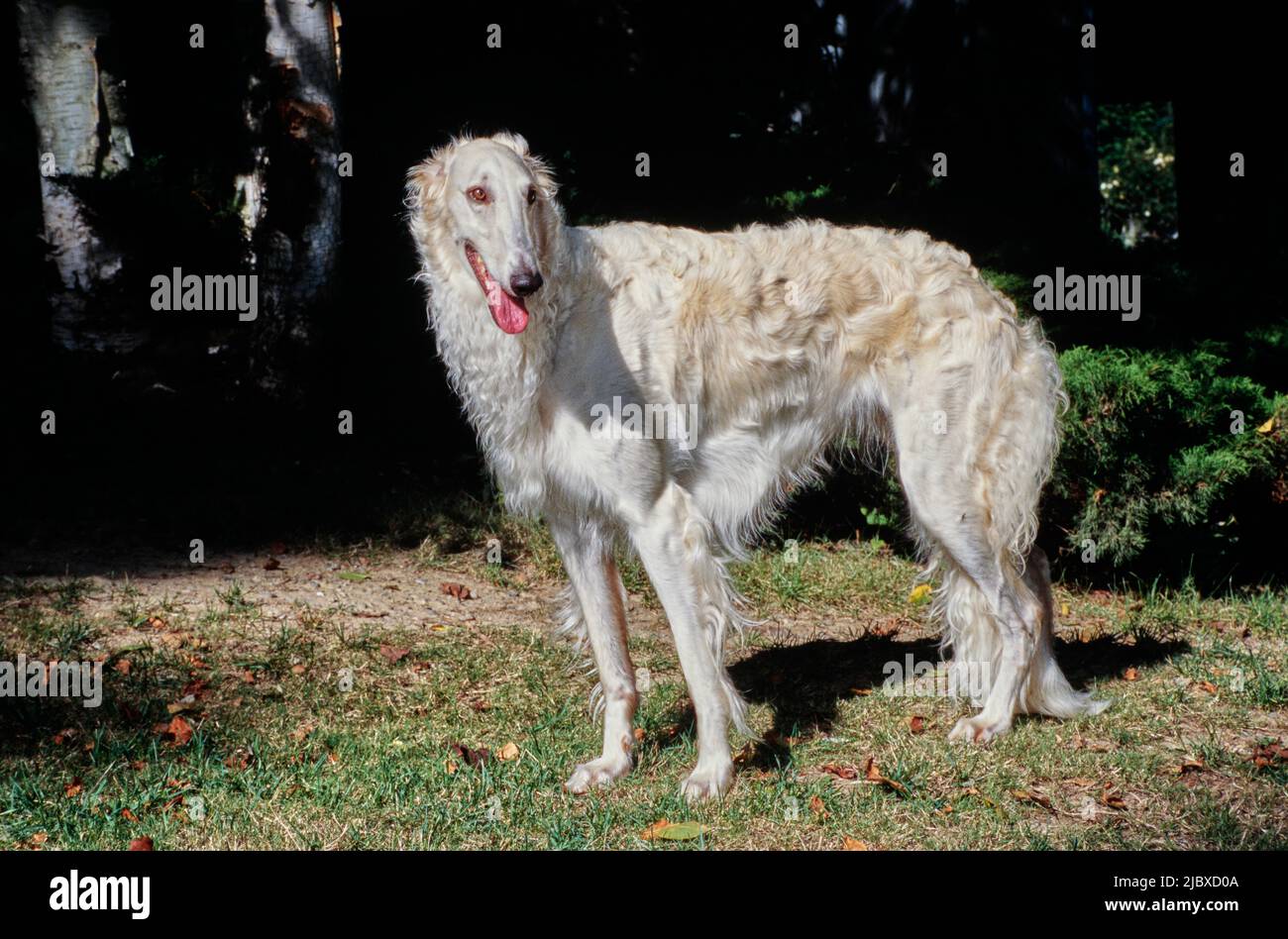 A Borzoi dog standing in grass Stock Photo - Alamy