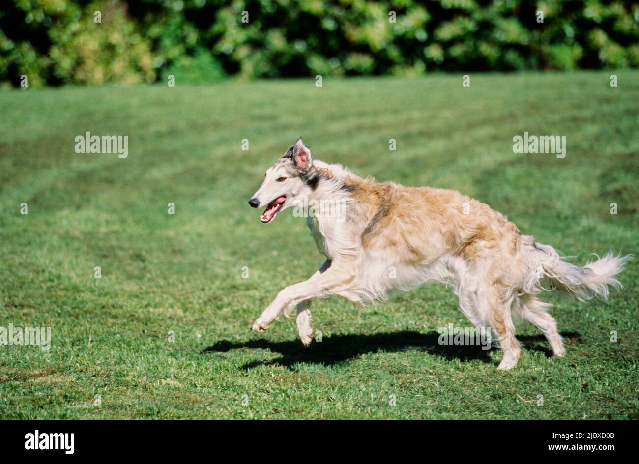 A Borzoi Dog Running Through A Field Of Green Grass Stock Photo Alamy