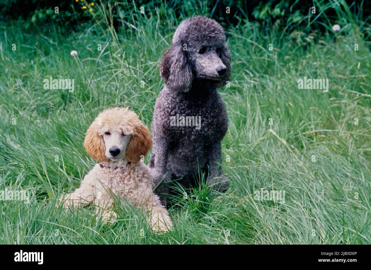 A pair of standard poodles sitting in tall grass Stock Photo - Alamy