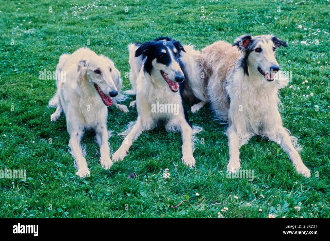 Three Borzoi dogs laying in a field of green grass Stock Photo - Alamy