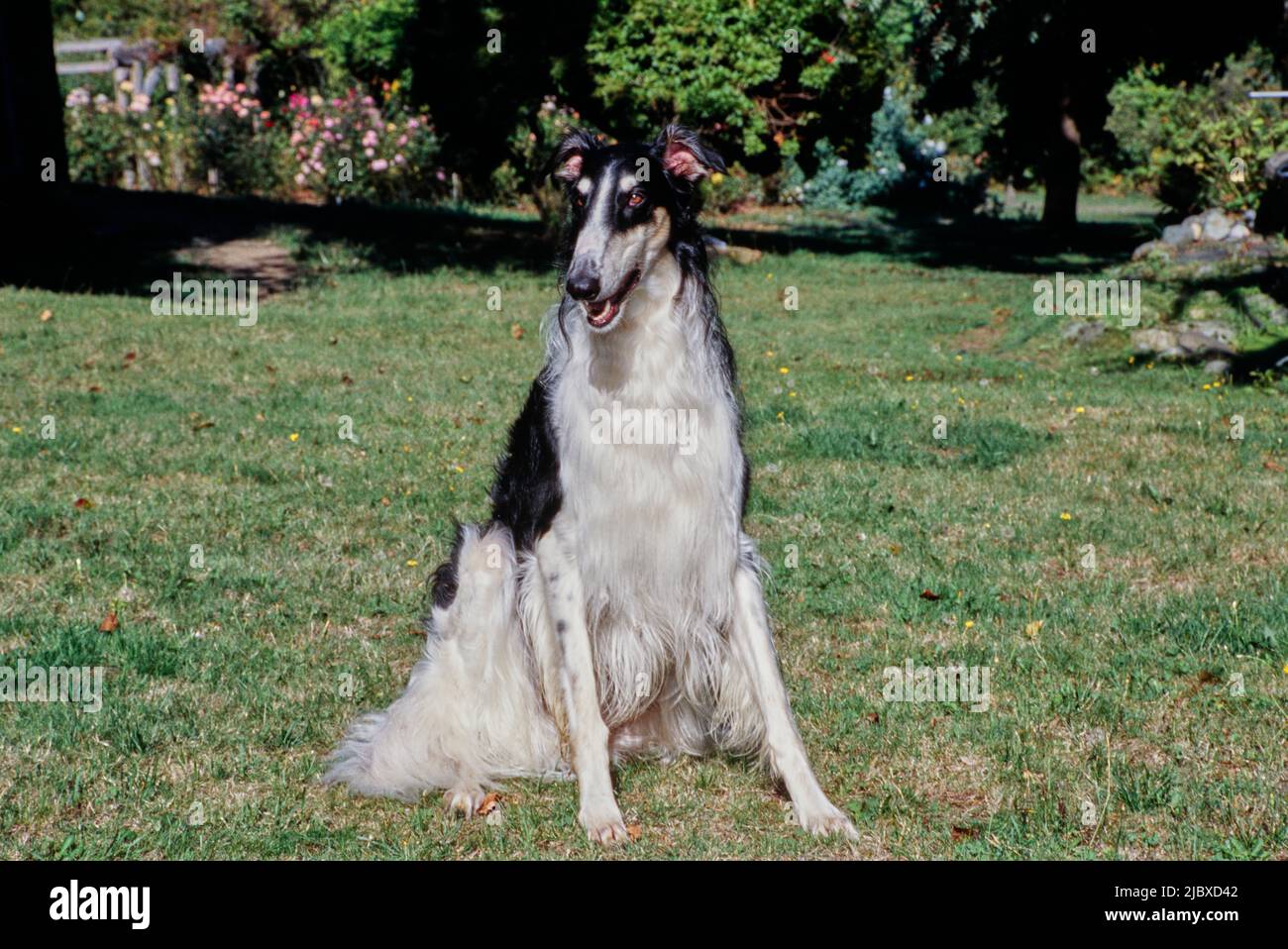 A Borzoi dog sitting in grass Stock Photo - Alamy