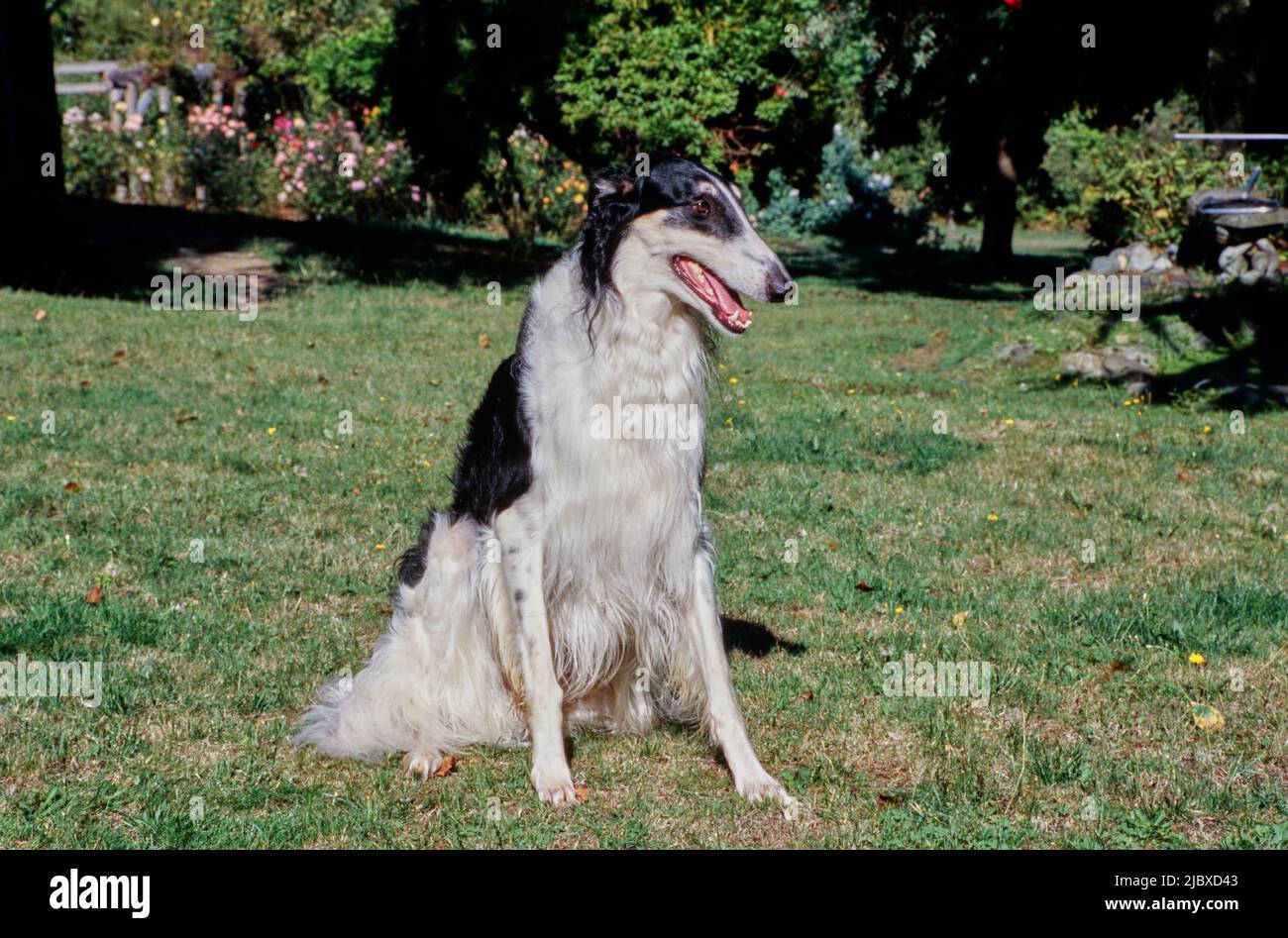 A Borzoi dog sitting in grass Stock Photo - Alamy