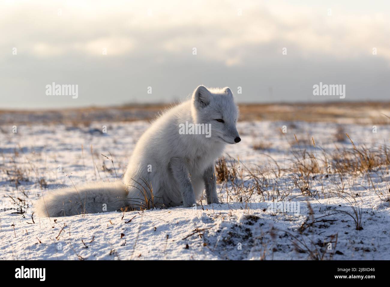 Arctic fox (Vulpes Lagopus) in wilde tundra. Arctic fox sitting Stock Photo - Alamy