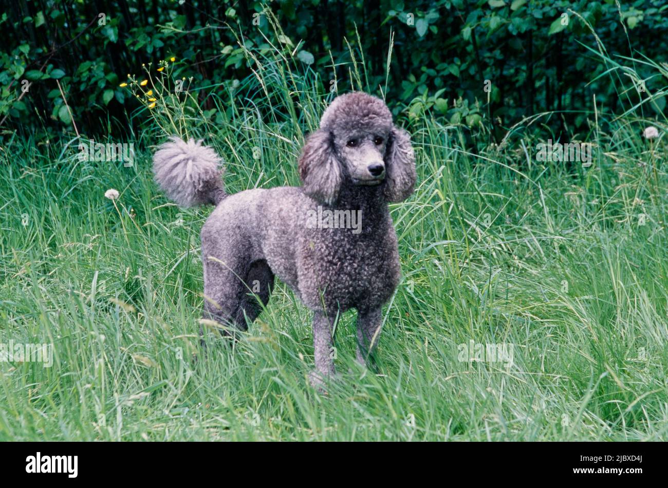 A standard poodle standing in tall grass Stock Photo - Alamy