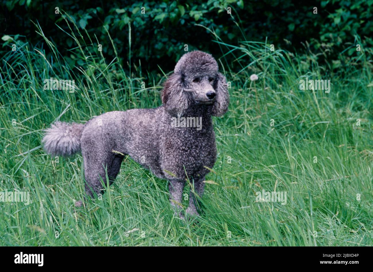 Standing standard poodle hi-res stock photography and images - Alamy