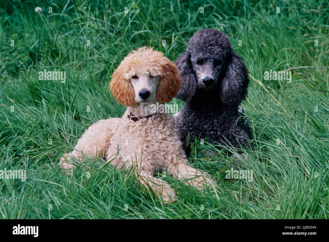 A pair of standard poodles laying in tall grass Stock Photo - Alamy