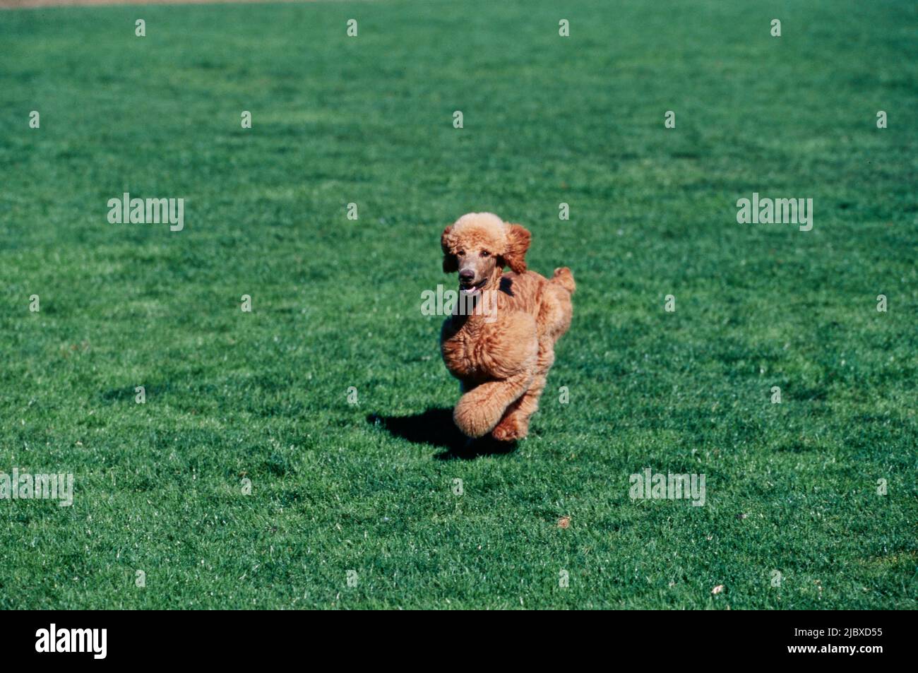 A standard poodle running across a green lawn Stock Photo - Alamy