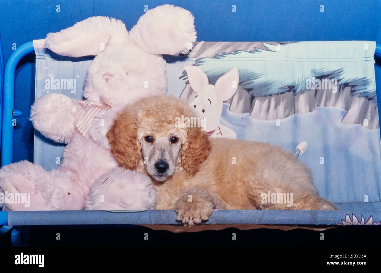 Toy standard hi-res stock photography and images - Alamy