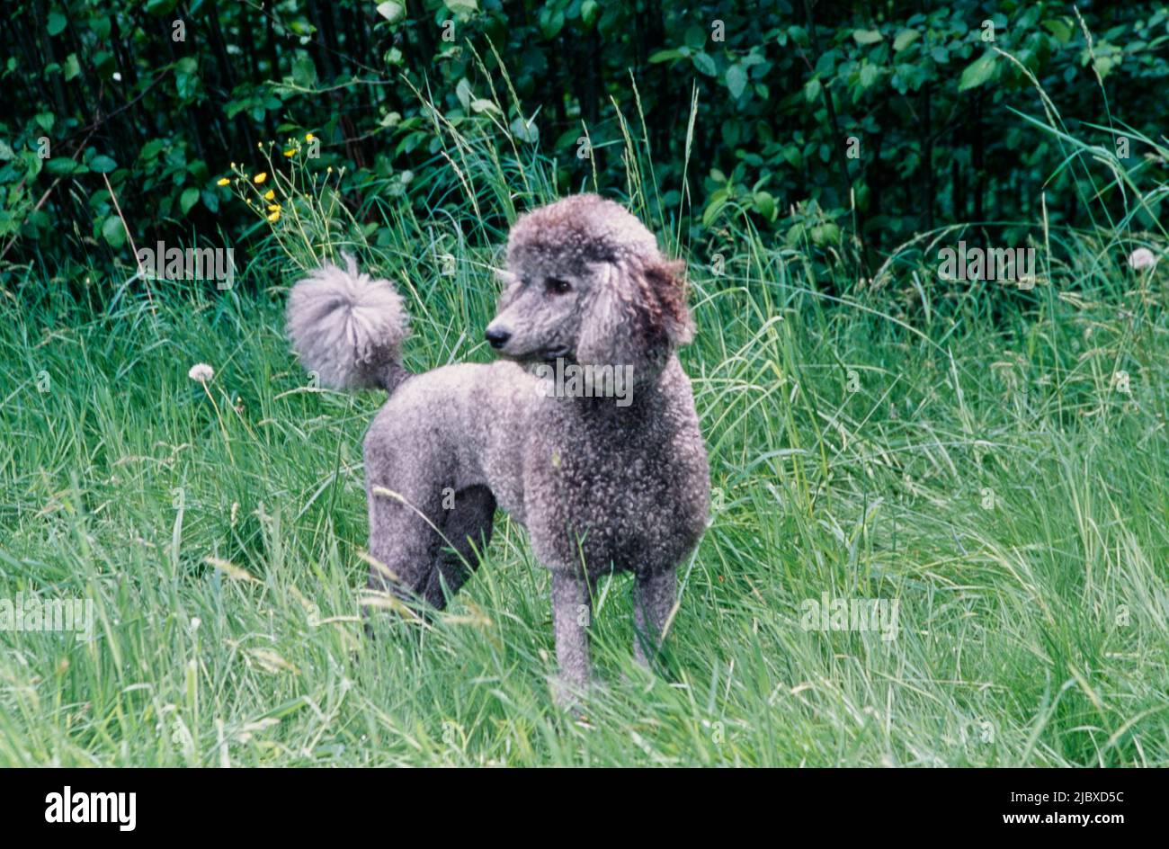 A standard poodle standing in tall grass Stock Photo - Alamy