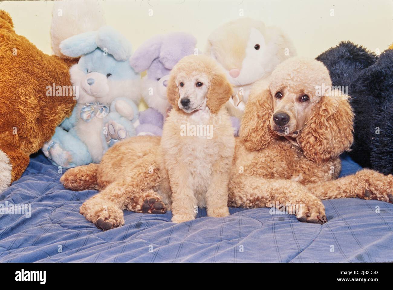 A standard poodle puppy and its mother with stuffed toys Stock Photo ...