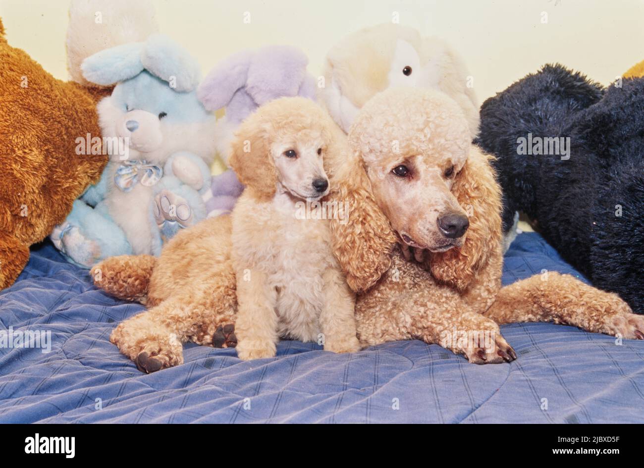 Puppy with its mother hi-res stock photography and images - Alamy