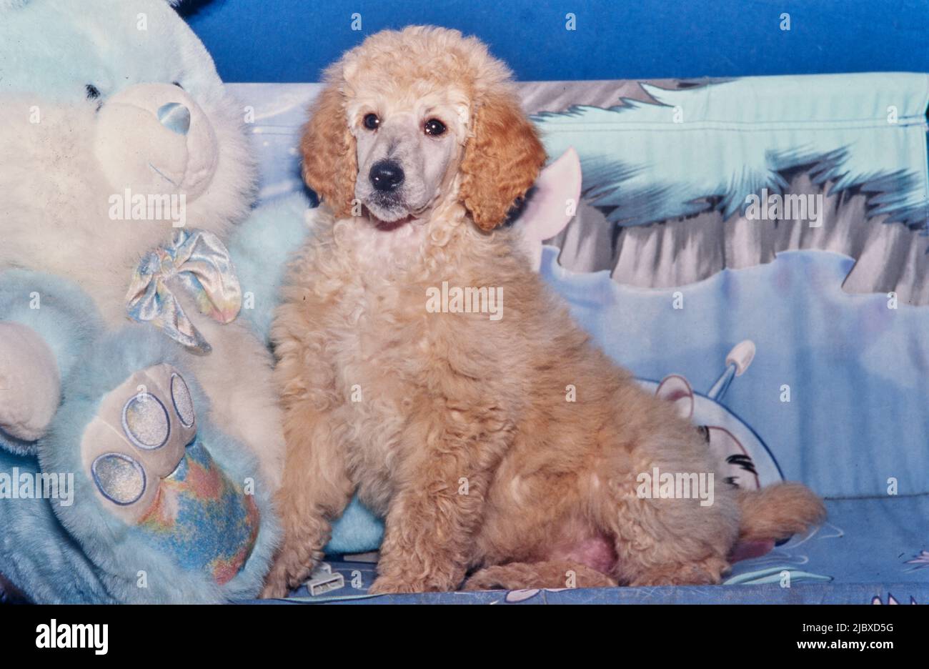 Toy standard hi-res stock photography and images - Alamy