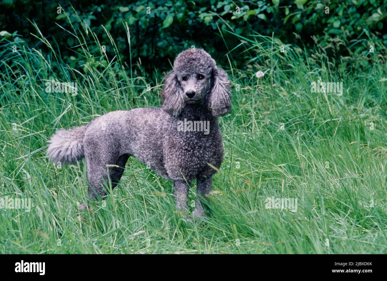Standing standard poodle hi-res stock photography and images - Alamy