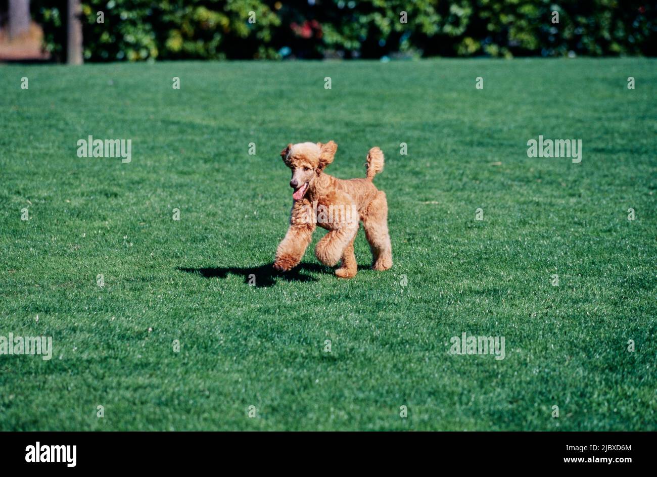 A standard poodle running across a green lawn Stock Photo - Alamy
