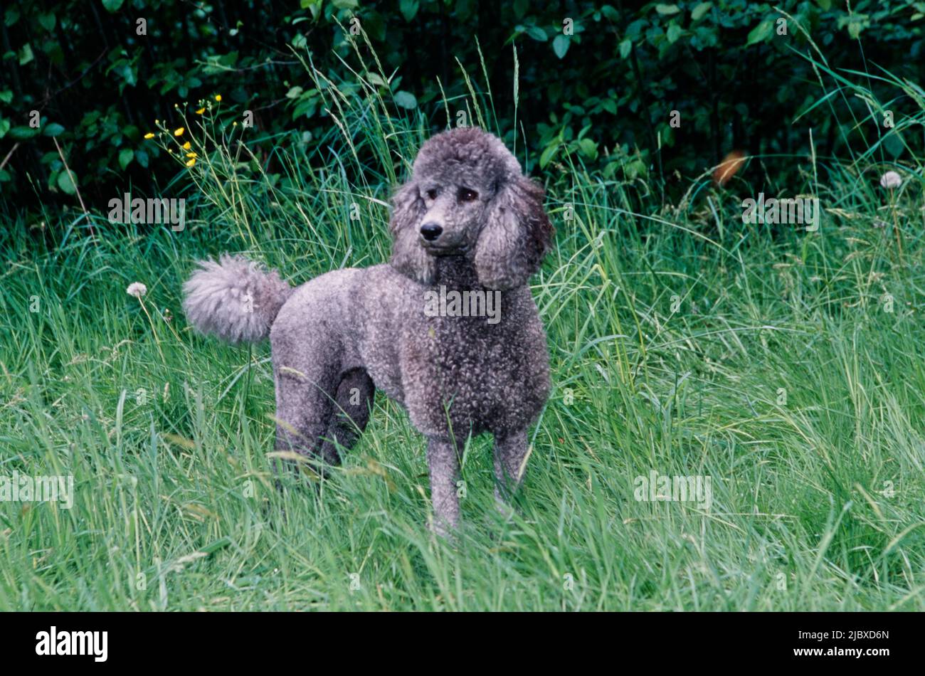 A standard poodle standing in tall grass Stock Photo - Alamy