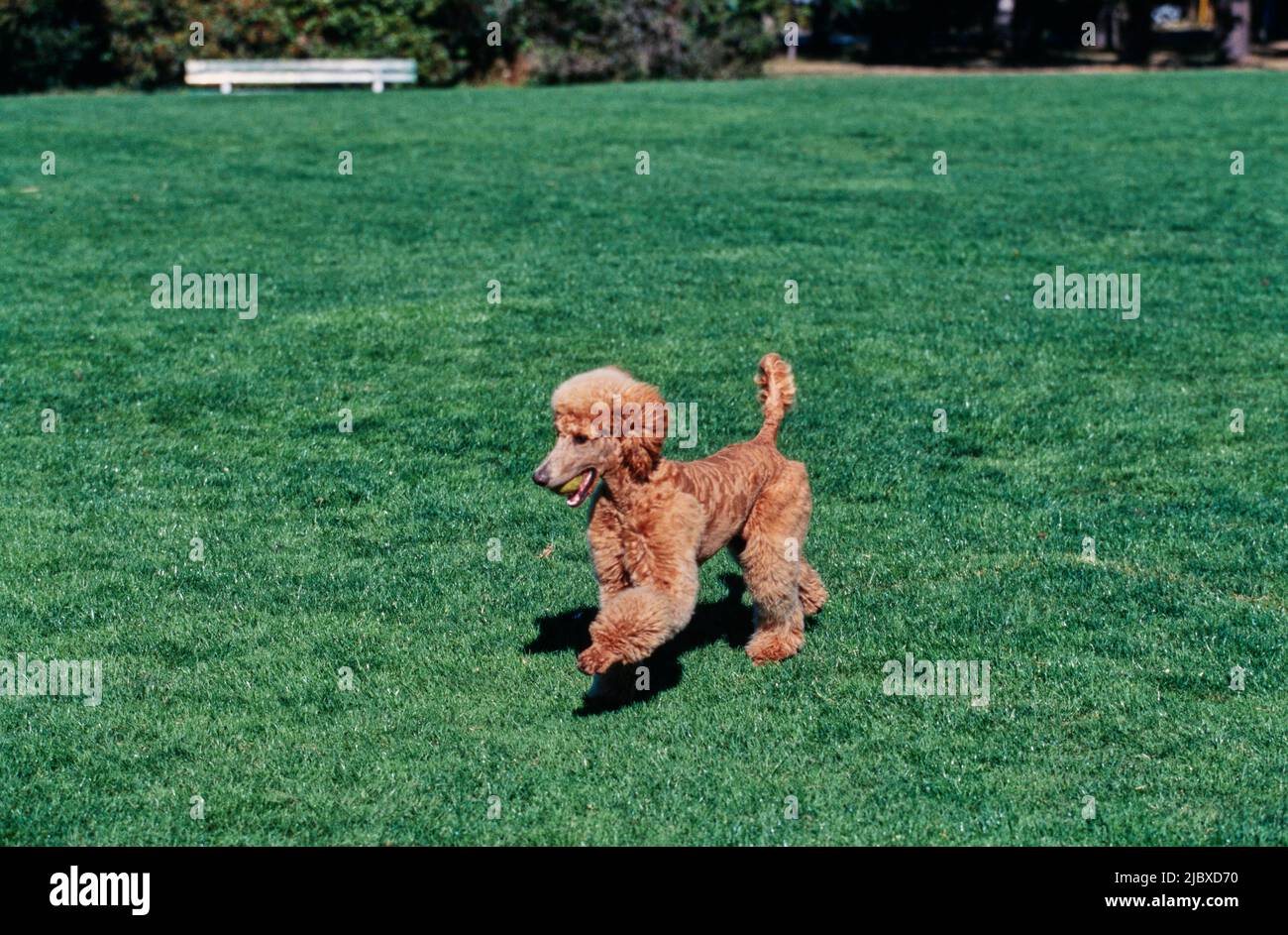 A standard poodle running across a green lawn with a tennis ball in its ...