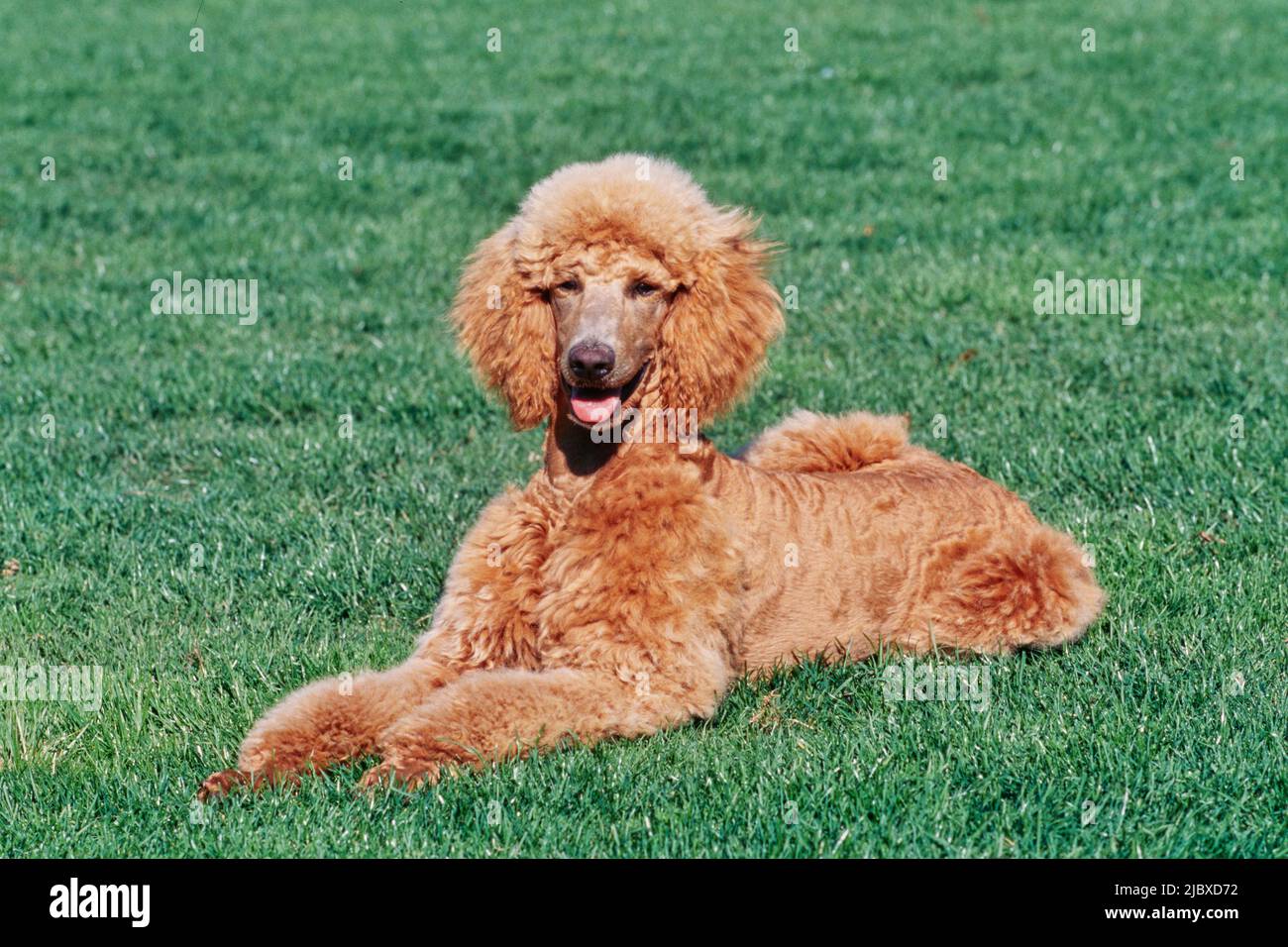 A standard poodle laying in a green lawn Stock Photo - Alamy