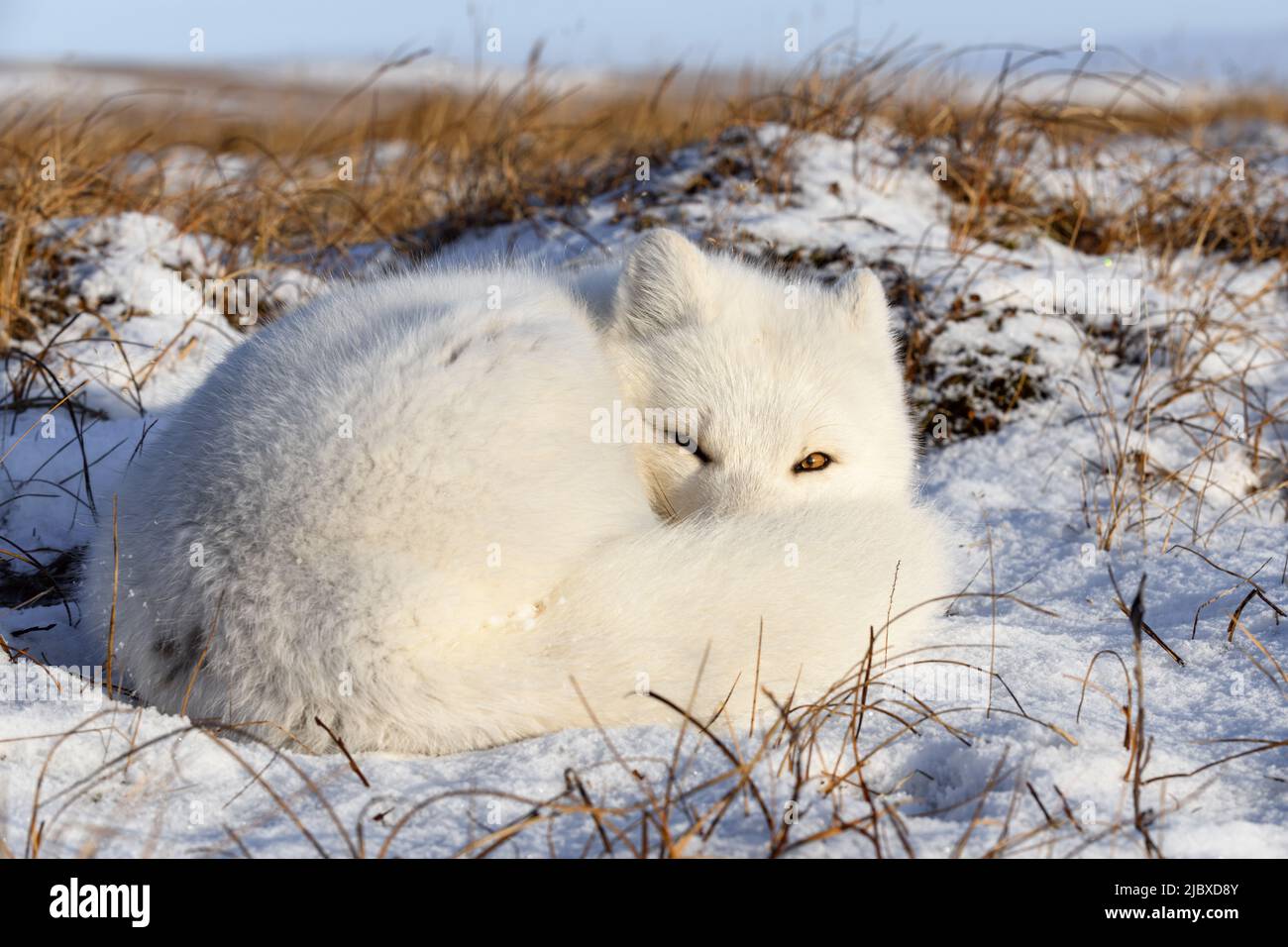 Arctic fox (Vulpes Lagopus) in wilde tundra. Arctic fox lying. Sleeping in tundra Stock Photo ...