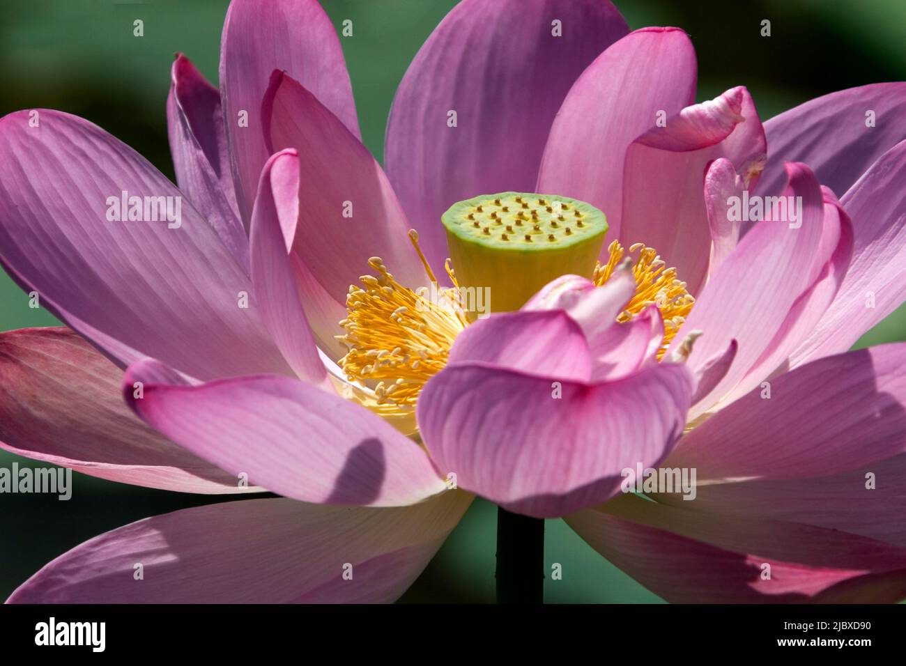 Bloomed lotus flowers hi-res stock photography and images - Alamy