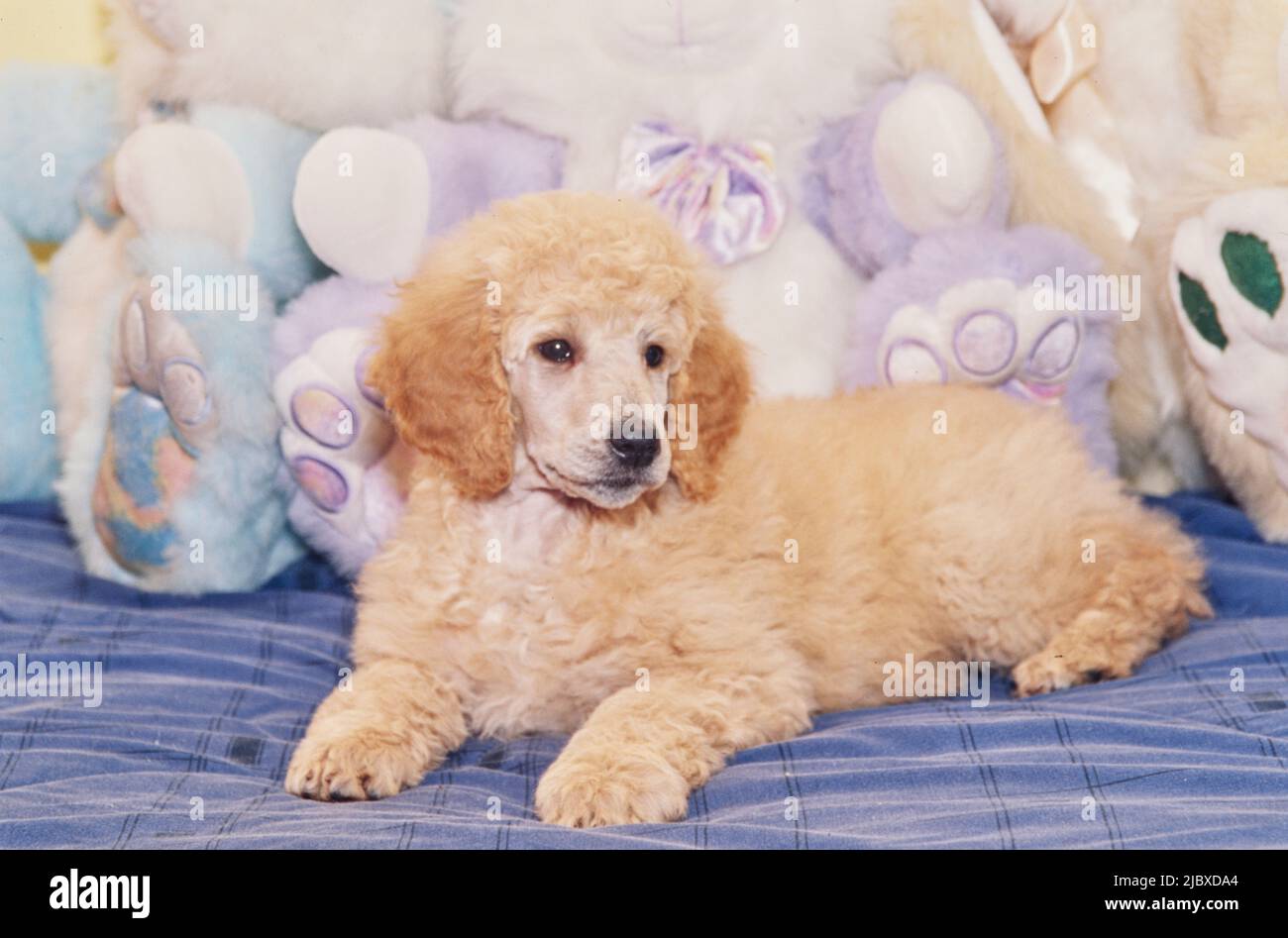 A standard poodle puppy with stuffed toys Stock Photo - Alamy
