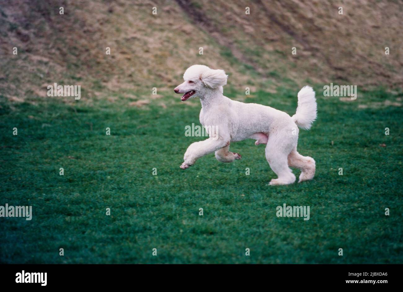 A standard poodle running through a green field Stock Photo - Alamy