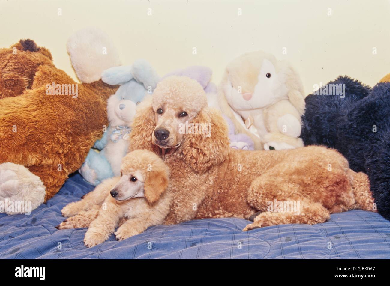 A standard poodle puppy and its mother with stuffed toys Stock Photo ...