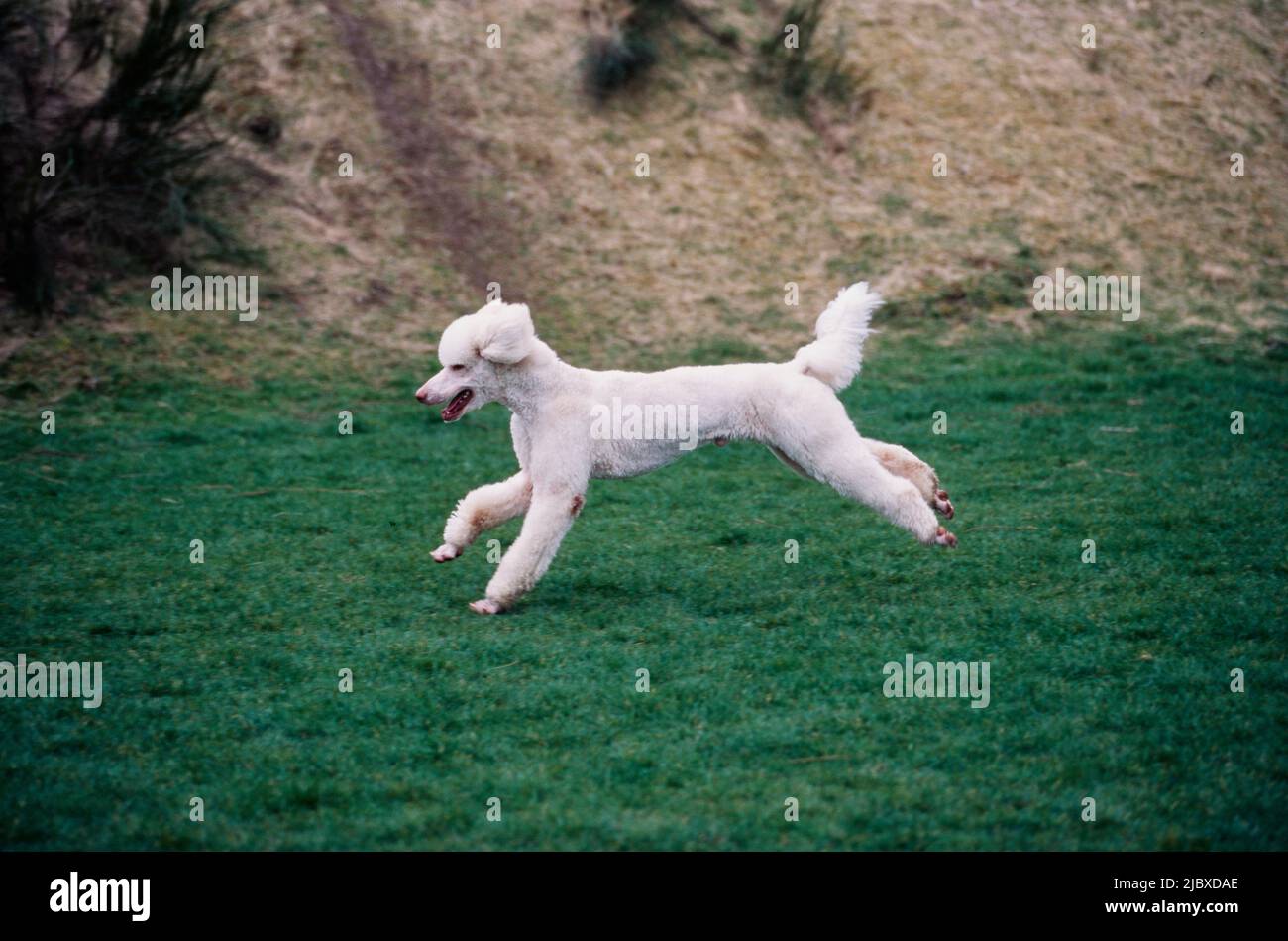 White Standard Poodle Running
