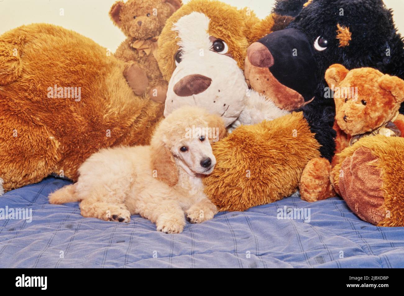Stuffed poodle hi-res stock photography and images - Alamy
