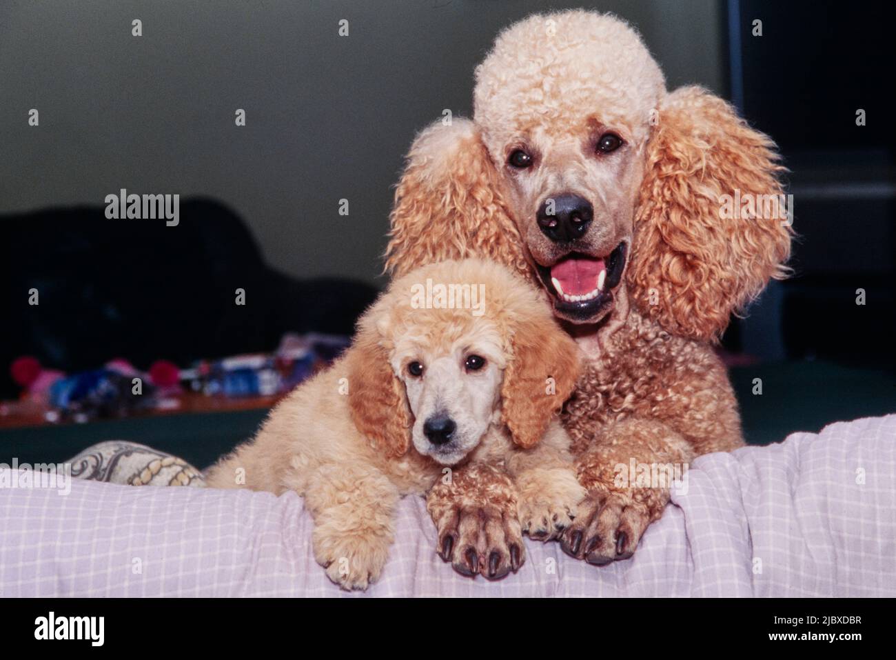 A standard poodle puppy and its mother with their paws on the edge of a ...