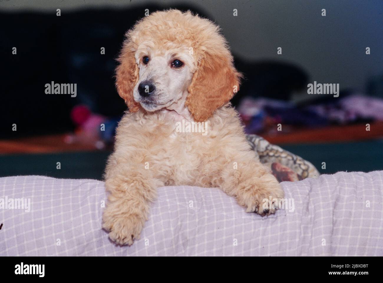 A standard poodle puppy with its paws on the edge of a surface Stock ...