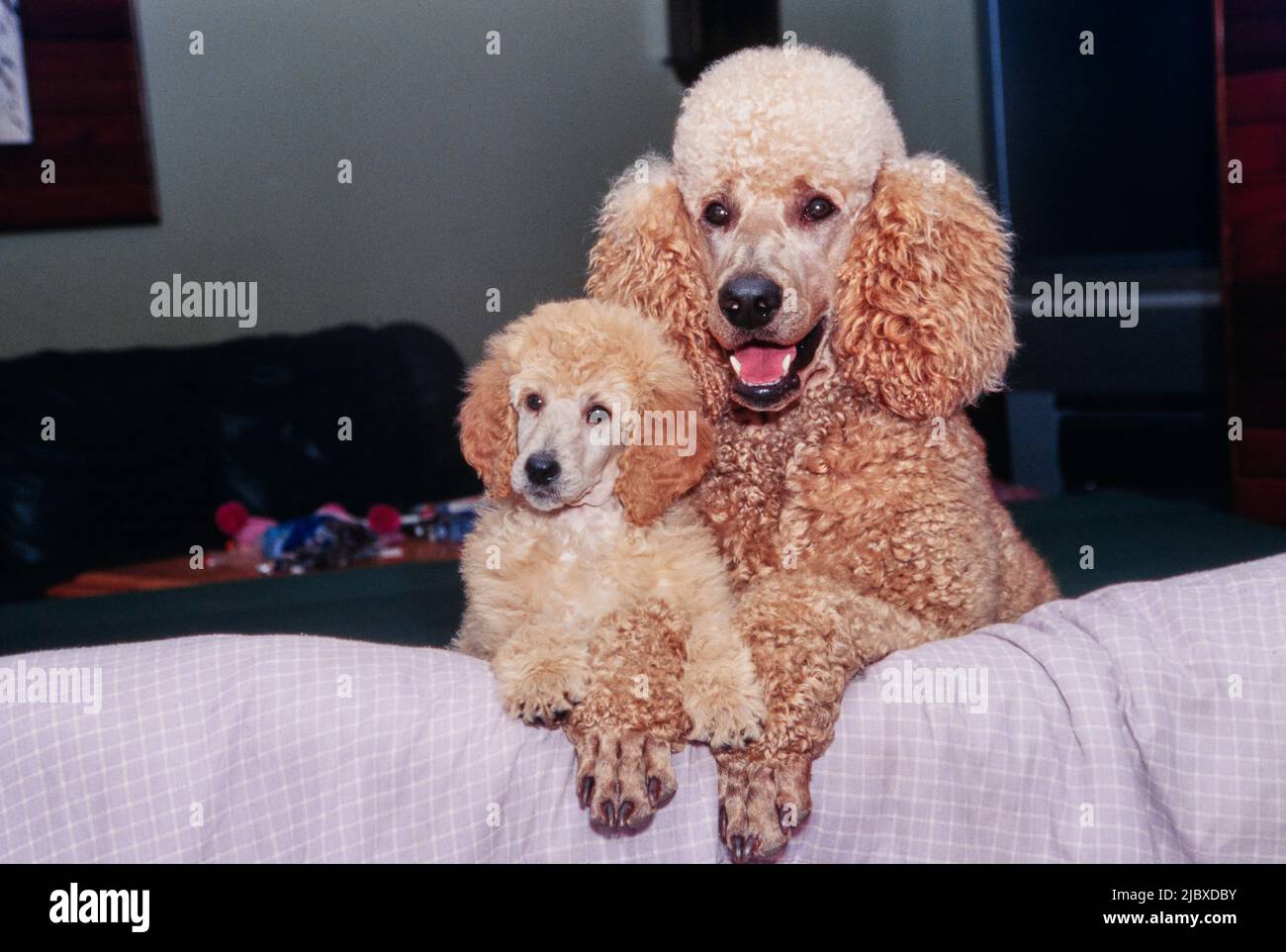A standard poodle puppy and its mother with their paws on the edge of a ...