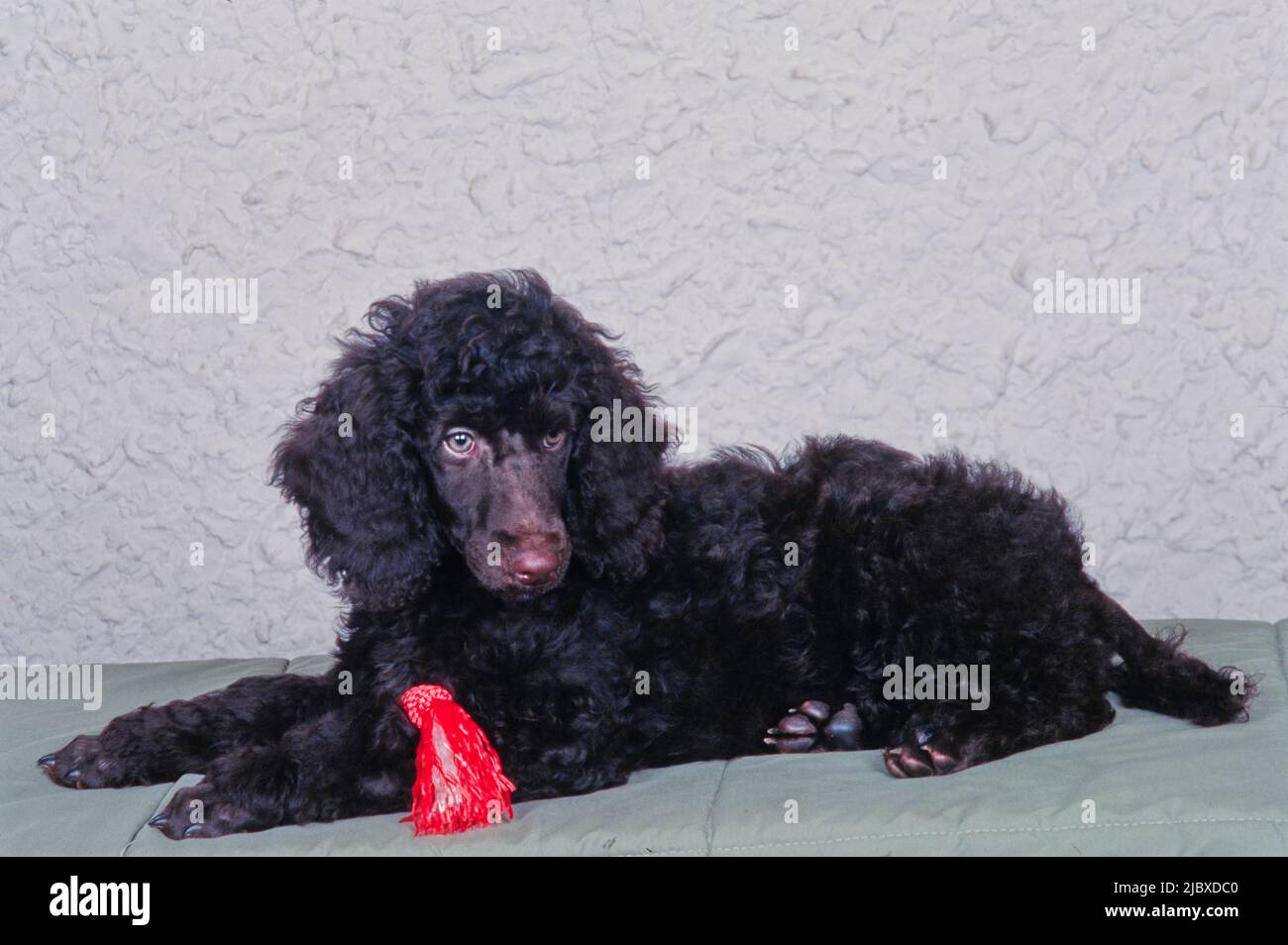 A standard poodle laying with a red rope toy Stock Photo - Alamy
