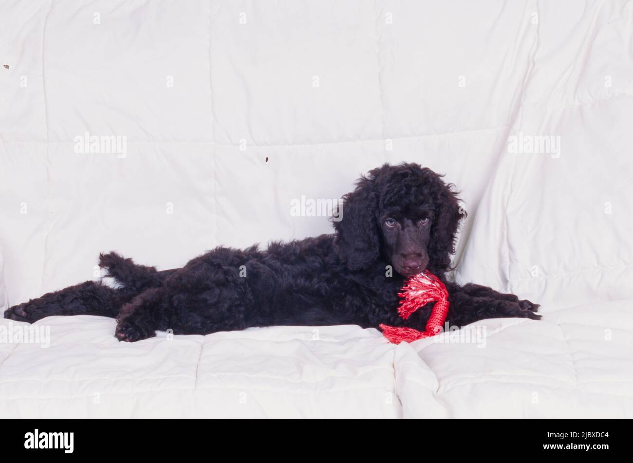 A standard poodle laying with a red rope toy Stock Photo - Alamy
