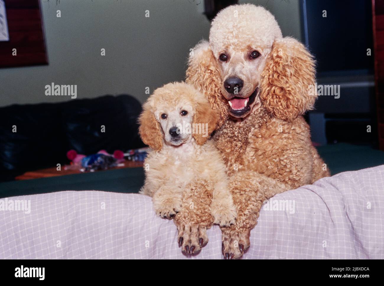 A standard poodle puppy and its mother with their paws on the edge of a ...