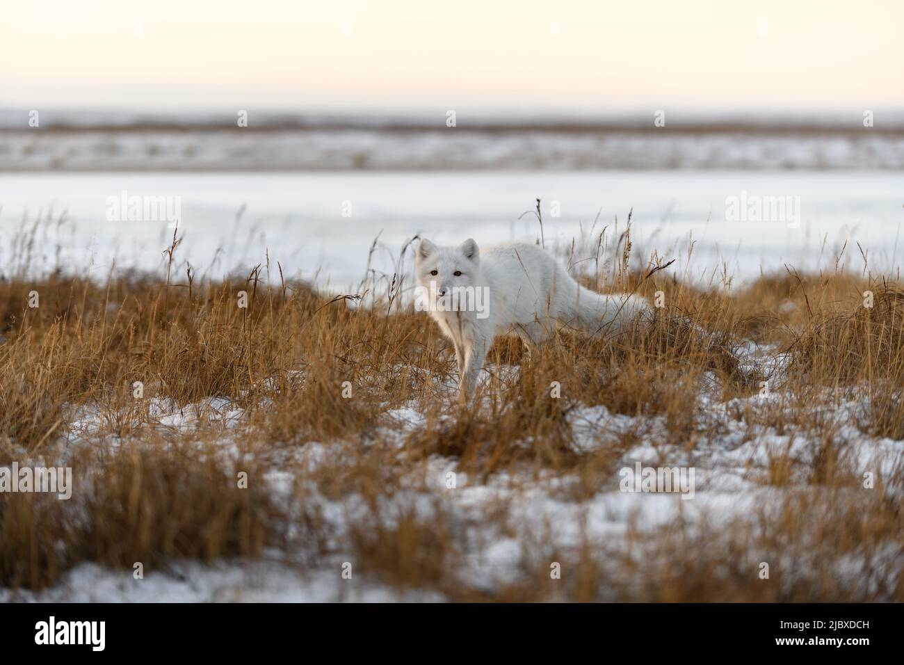 Arctic fox (Vulpes Lagopus) in winter time in Siberian tundra Stock ...