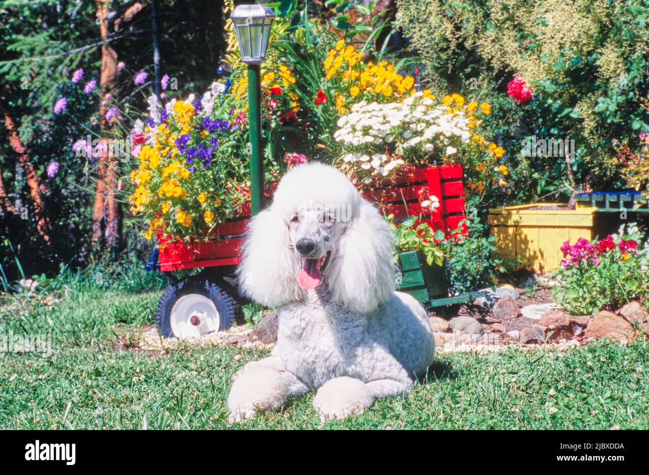 A standard poodle laying in grass with a colorful garden behind it ...