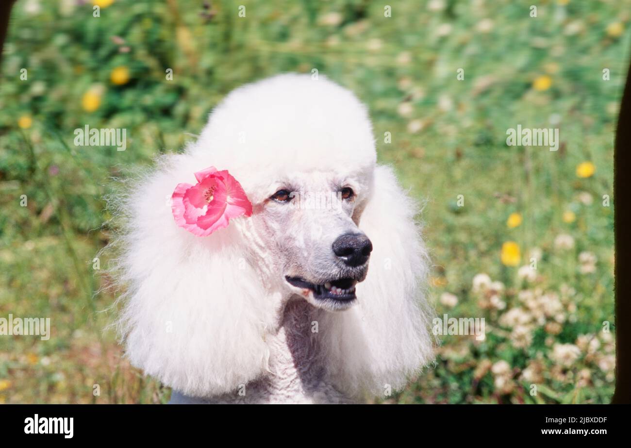 Pink poodle hi-res stock photography and images - Alamy