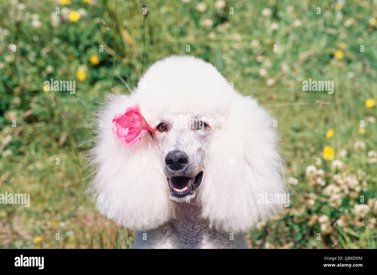 Tucked behind ear hi-res stock photography and images - Alamy