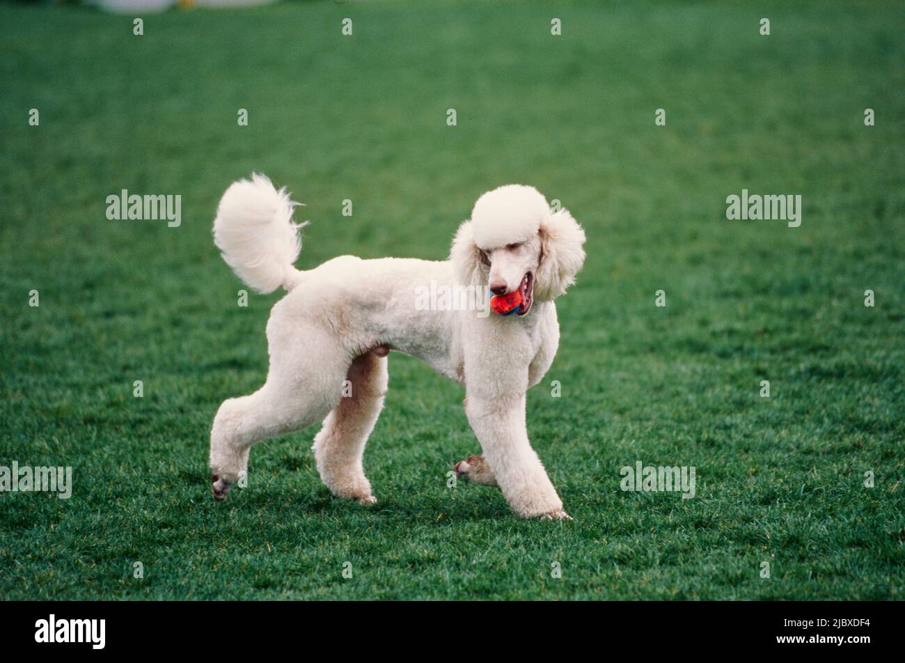 A standard poodle standing in a green field with a red ball in its ...